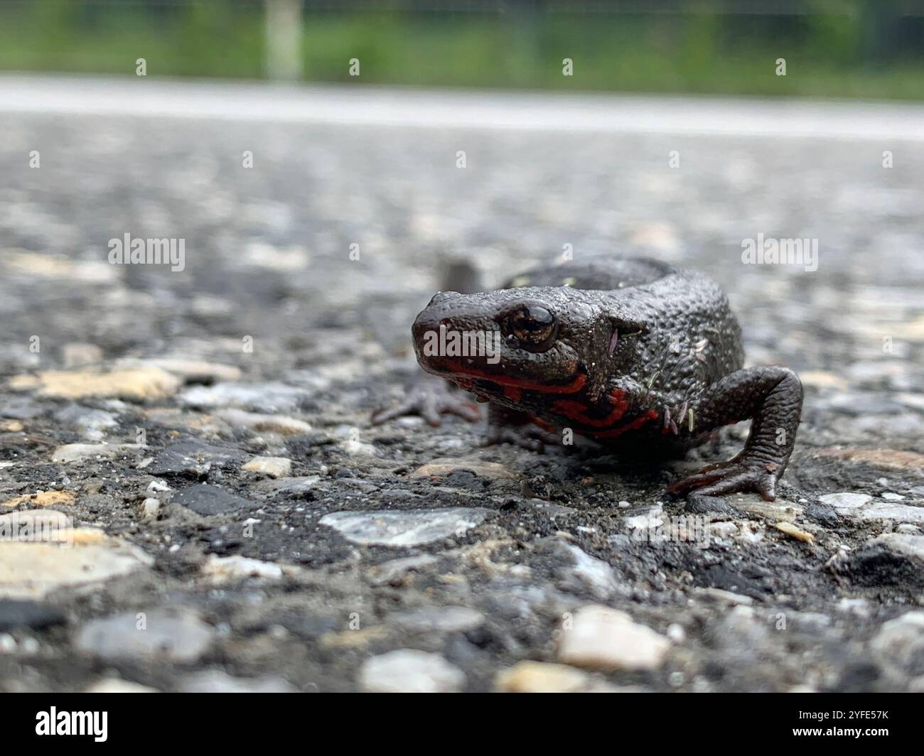 Japanese fire bellied newt hi-res stock photography and images - Alamy