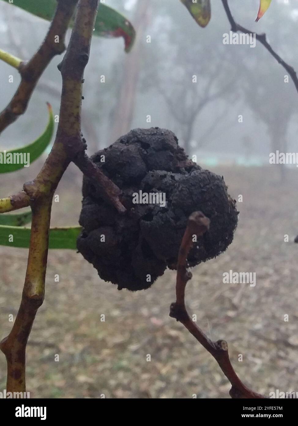 wattle gall rusts (Uromycladium Stock Photo - Alamy