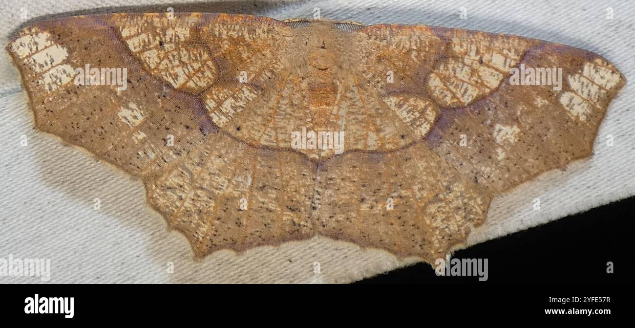 Besma moth hi-res stock photography and images - Alamy