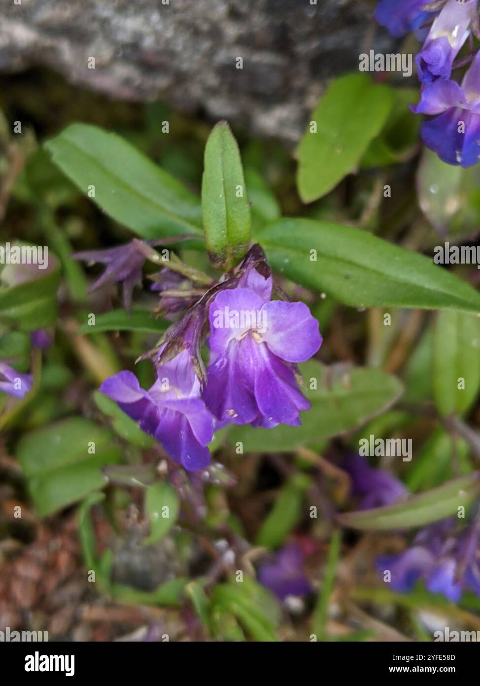 Giant Blue-eyed Mary (Collinsia grandiflora Stock Photo - Alamy
