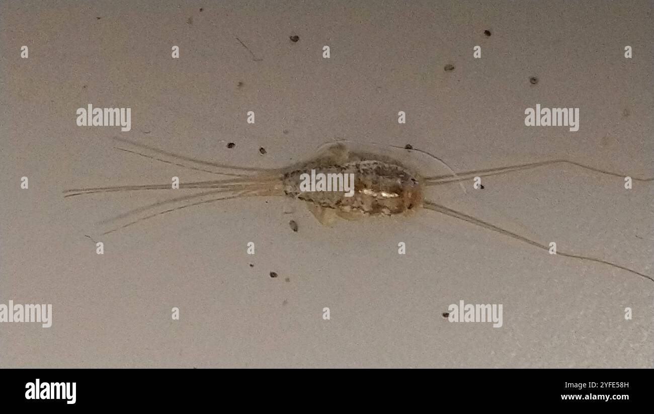 Long-tailed Silverfish (Ctenolepisma longicaudatum Stock Photo - Alamy