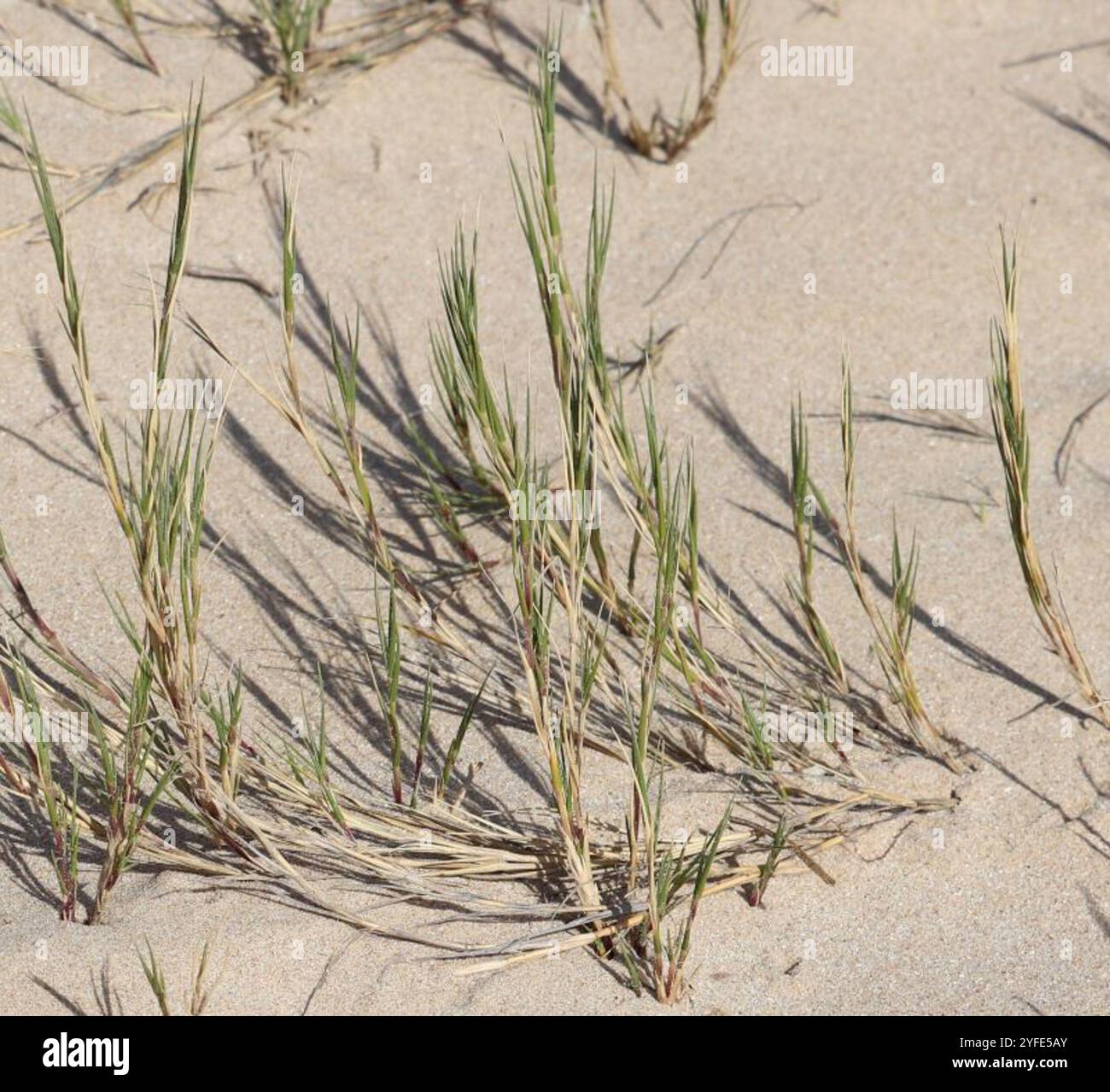 Seashore dropseed hi-res stock photography and images - Alamy