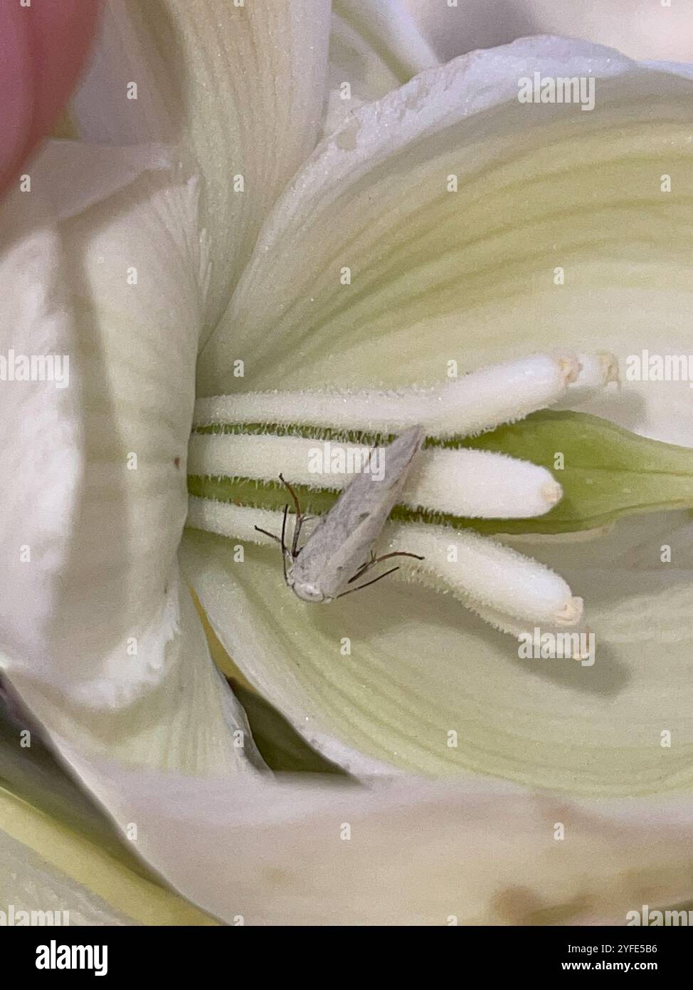 Yucca Moths (Prodoxidae Stock Photo - Alamy