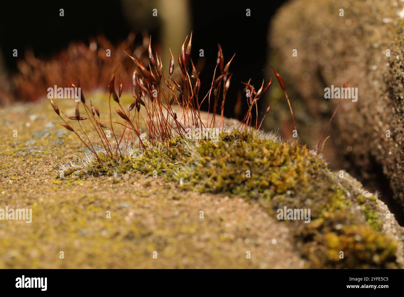 Common wall-screw moss (Tortula muralis muralis Stock Photo - Alamy