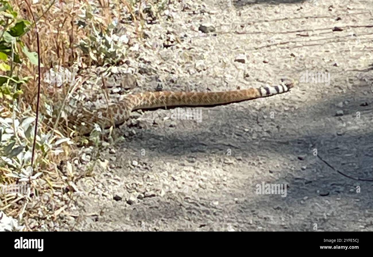 Red Diamond Rattlesnake (Crotalus ruber Stock Photo - Alamy