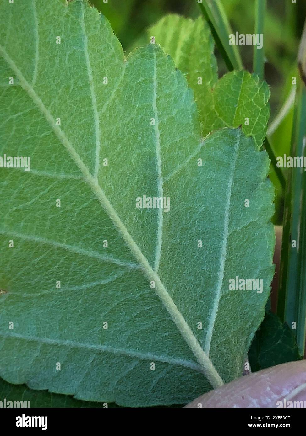 Prairie Crab Apple (Malus ioensis Stock Photo - Alamy