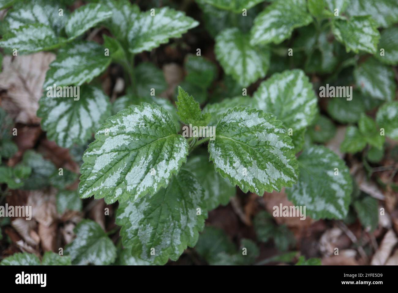 Variegated Yellow Archangel (Lamium galeobdolon argentatum Stock Photo ...