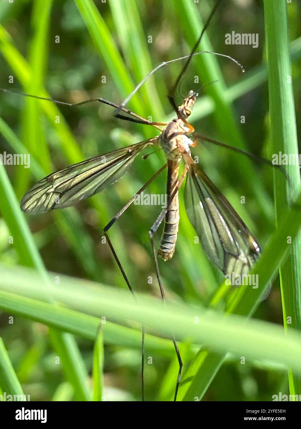 European Crane Fly (Tipula paludosa Stock Photo - Alamy