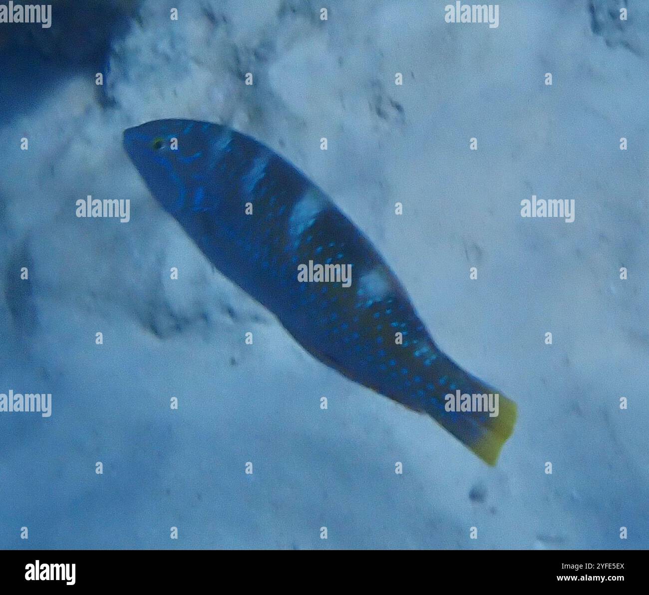 Puddingwife Wrasse (Halichoeres radiatus Stock Photo - Alamy