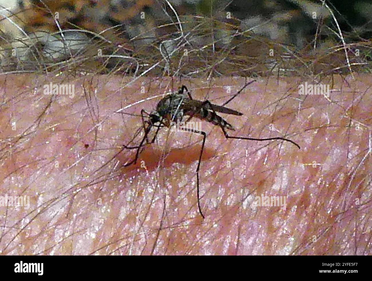 Culicine hi-res stock photography and images - Alamy