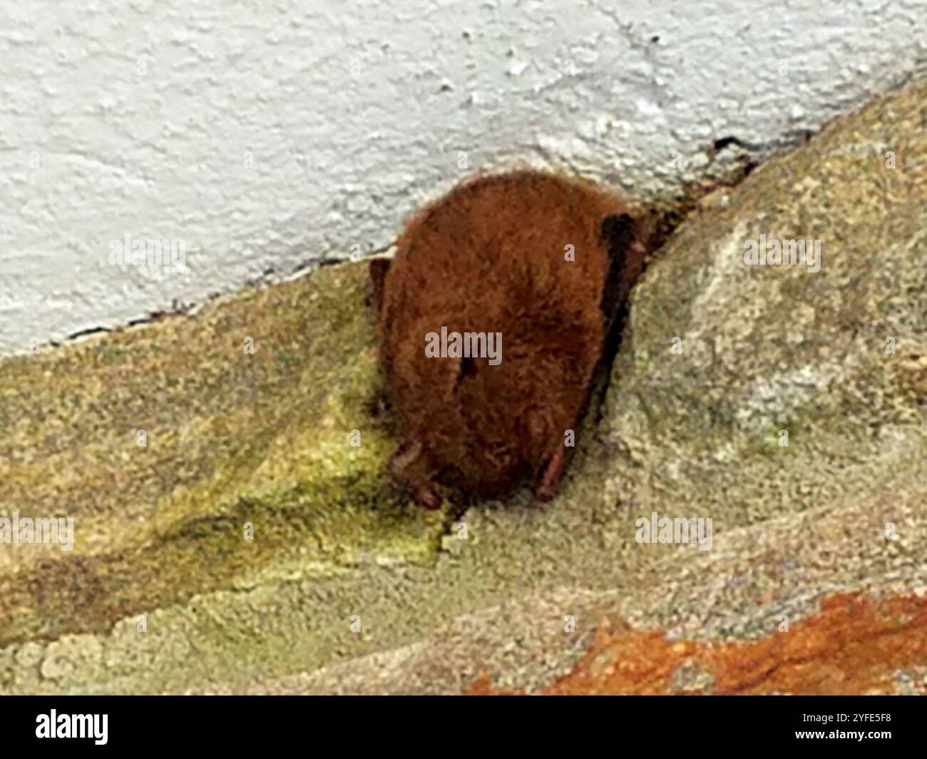 Tricolored Bat (Perimyotis subflavus Stock Photo - Alamy