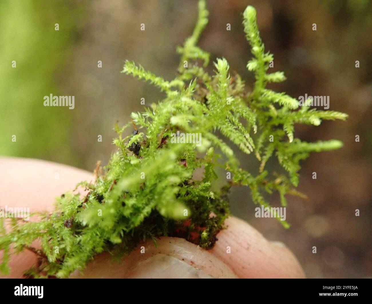 crispleaf roughmoss (Claopodium crispifolium Stock Photo - Alamy