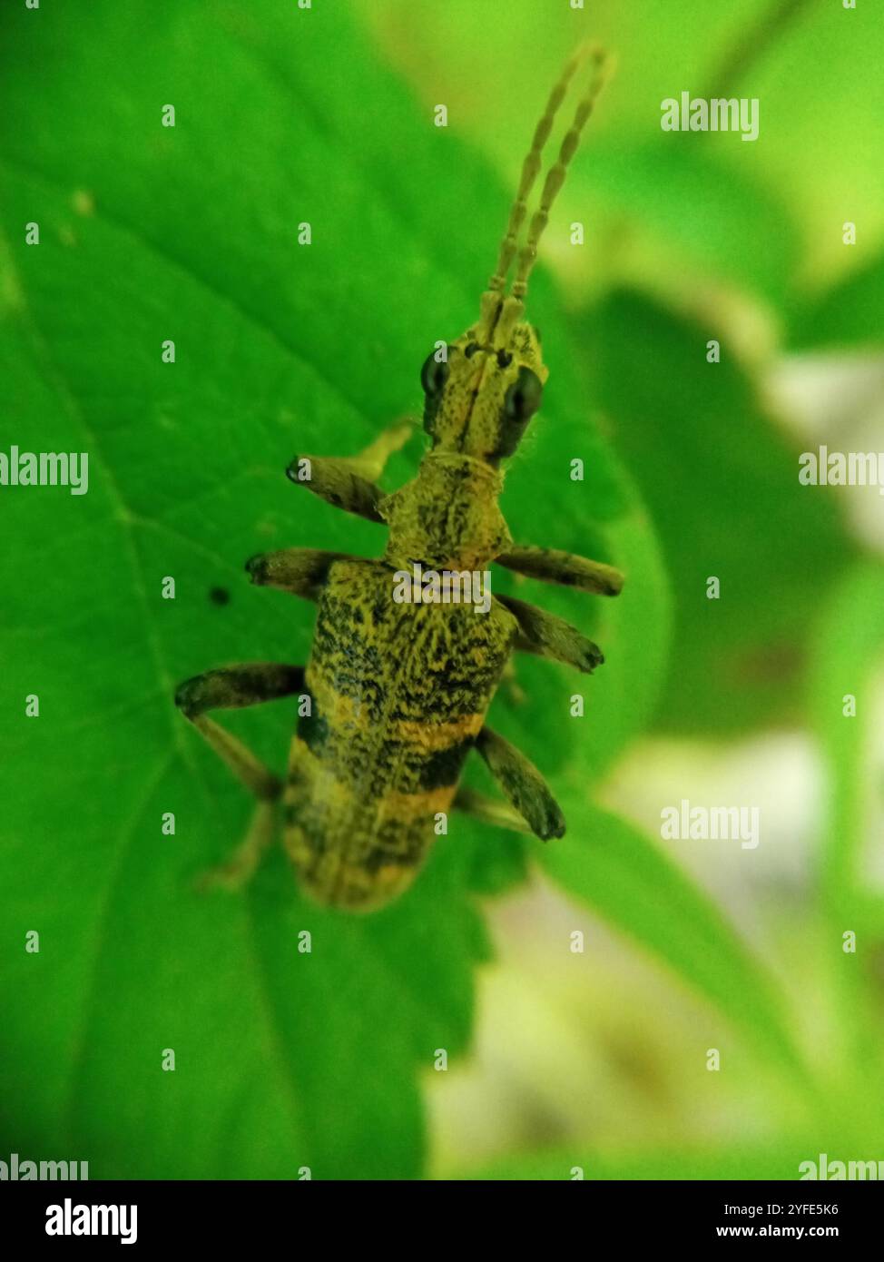 Blackspotted Longhorn Beetle (Rhagium mordax Stock Photo - Alamy