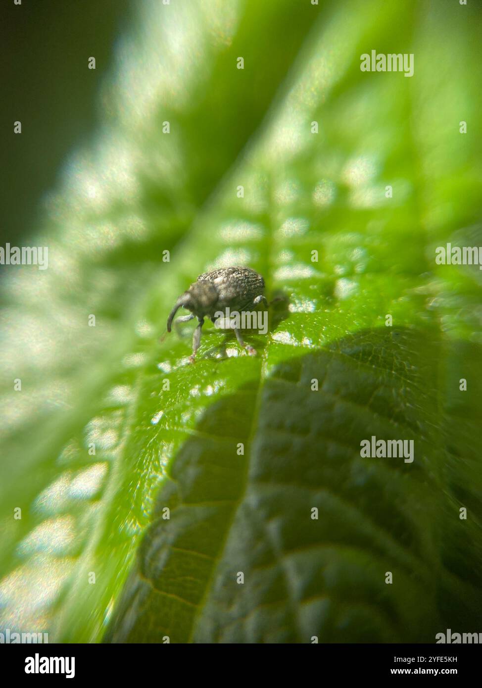 Cabbage Stem Weevil (Ceutorhynchus pallidactylus Stock Photo - Alamy