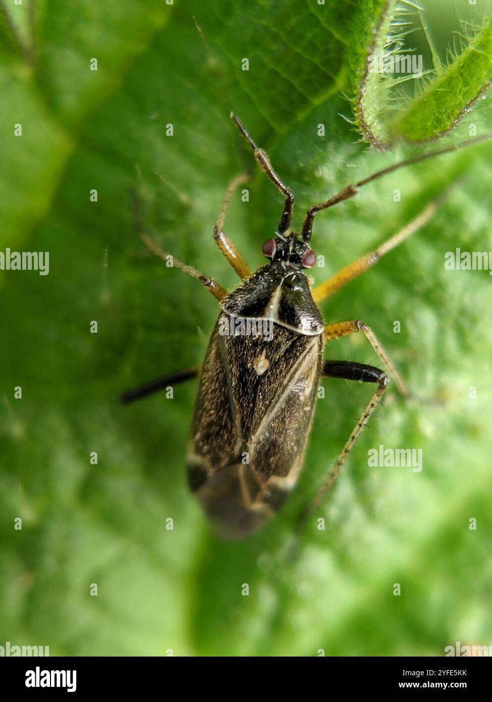 handsome plant bug (Harpocera thoracica Stock Photo - Alamy