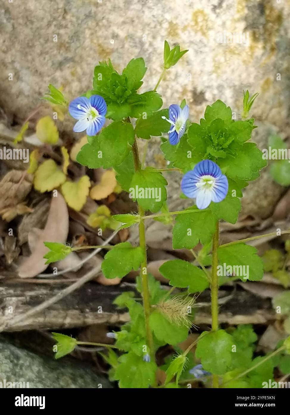 bird's-eye speedwell (Veronica persica Stock Photo - Alamy