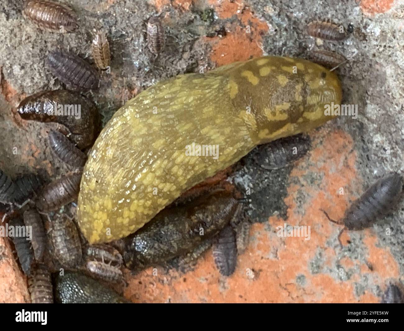 Green Cellar Slug (Limacus maculatus Stock Photo - Alamy