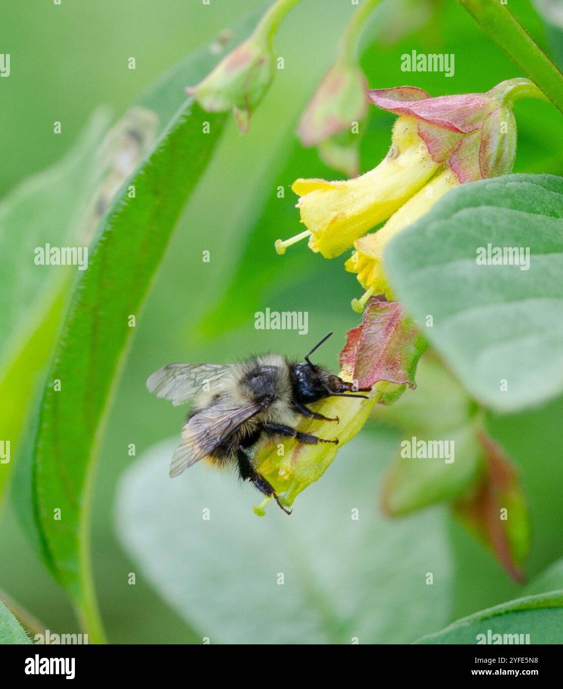 Fuzzy-Horned Bumble Bee (Bombus mixtus Stock Photo - Alamy