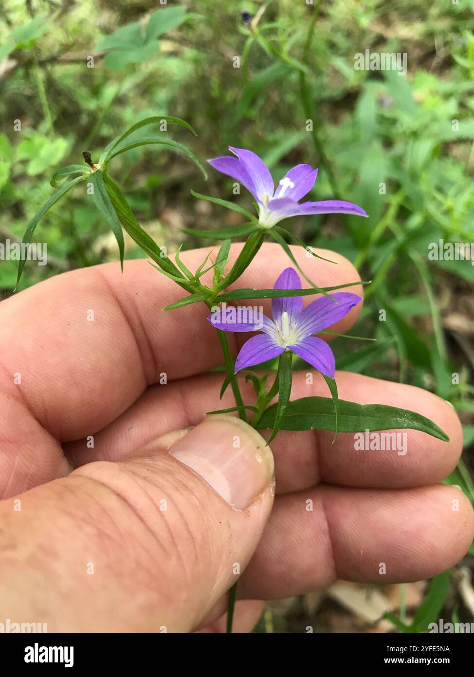 Colorado Venus' Looking-glass (Triodanis coloradoensis Stock Photo - Alamy