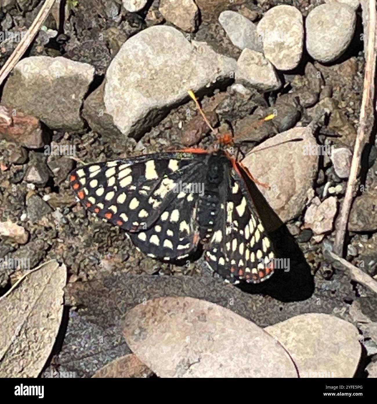 Variable Checkerspot (Euphydryas chalcedona Stock Photo - Alamy