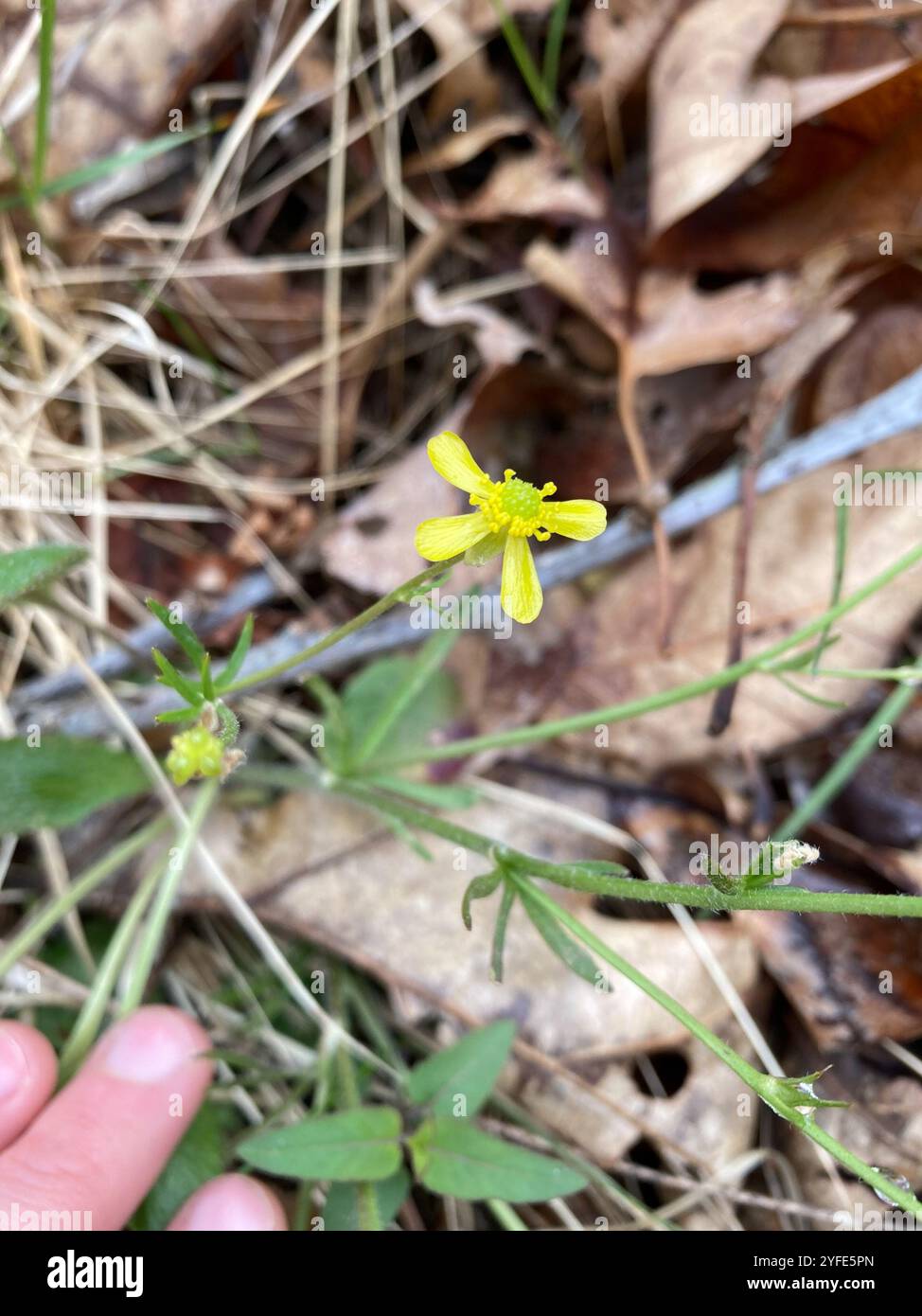Prairie Buttercup (Ranunculus rhomboideus Stock Photo - Alamy