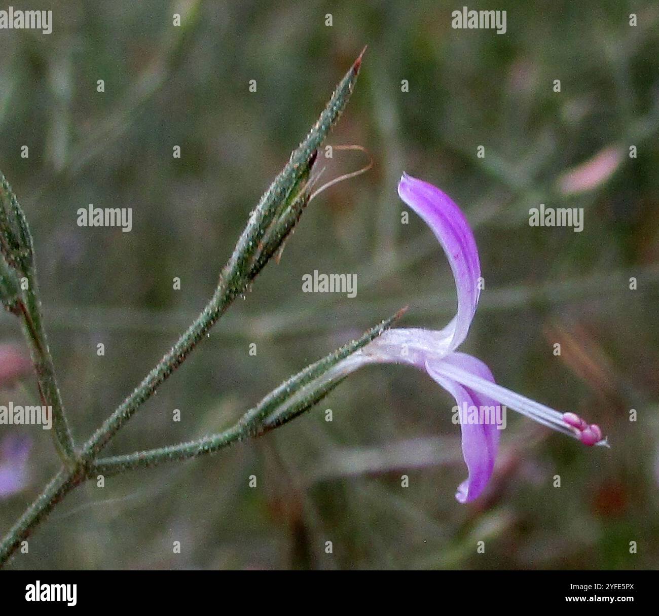 Panicled Foldwing (Dicliptera paniculata Stock Photo - Alamy