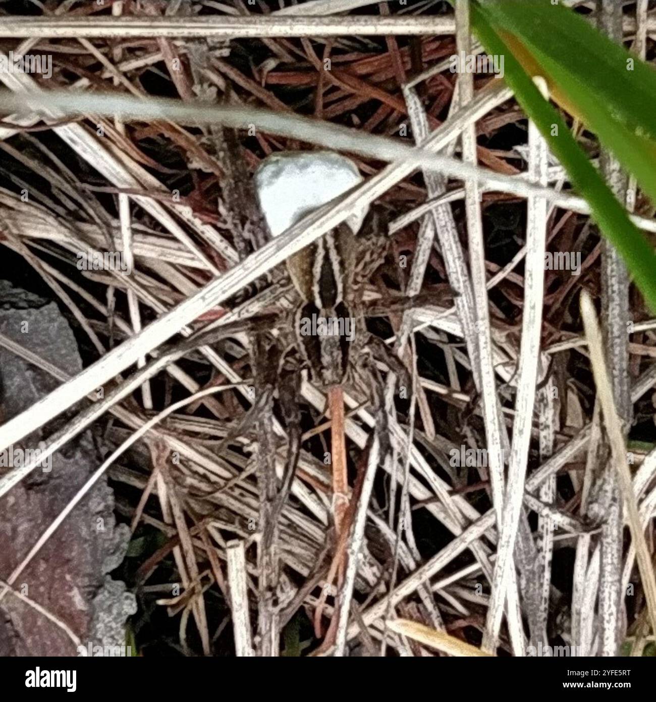 Fox Spiders (Alopecosa Stock Photo - Alamy