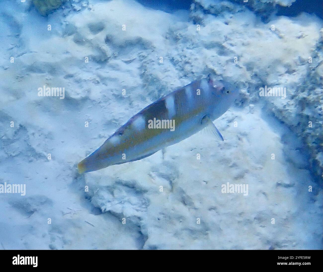 Puddingwife Wrasse (Halichoeres radiatus Stock Photo - Alamy