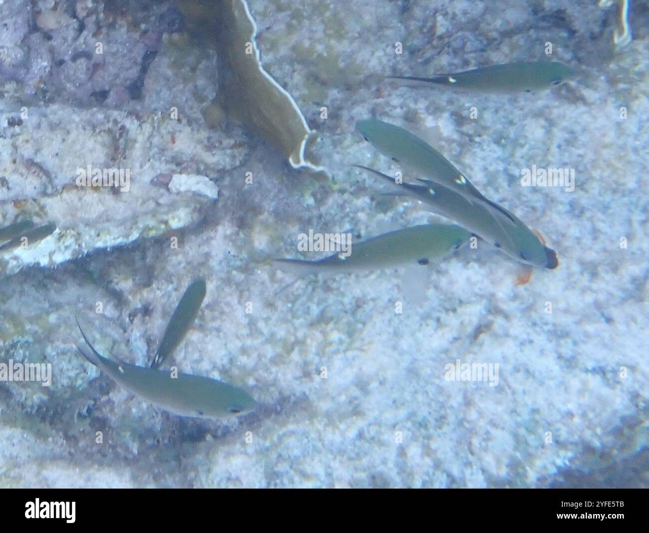 Brown chromis chromis multilineata hi-res stock photography and images ...