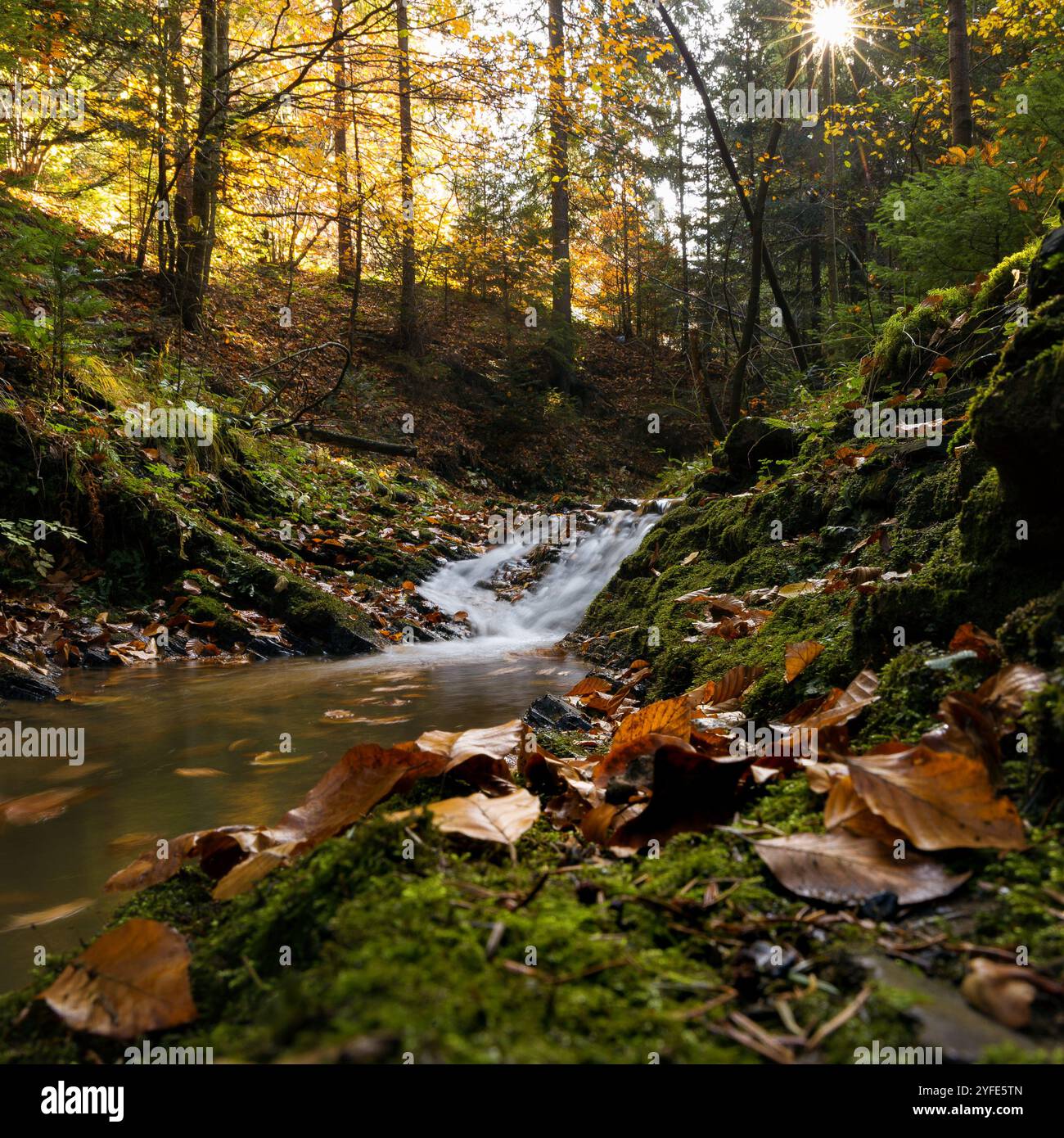 Autumn in a beech forest with a wonderful forest stream and waterfall ...