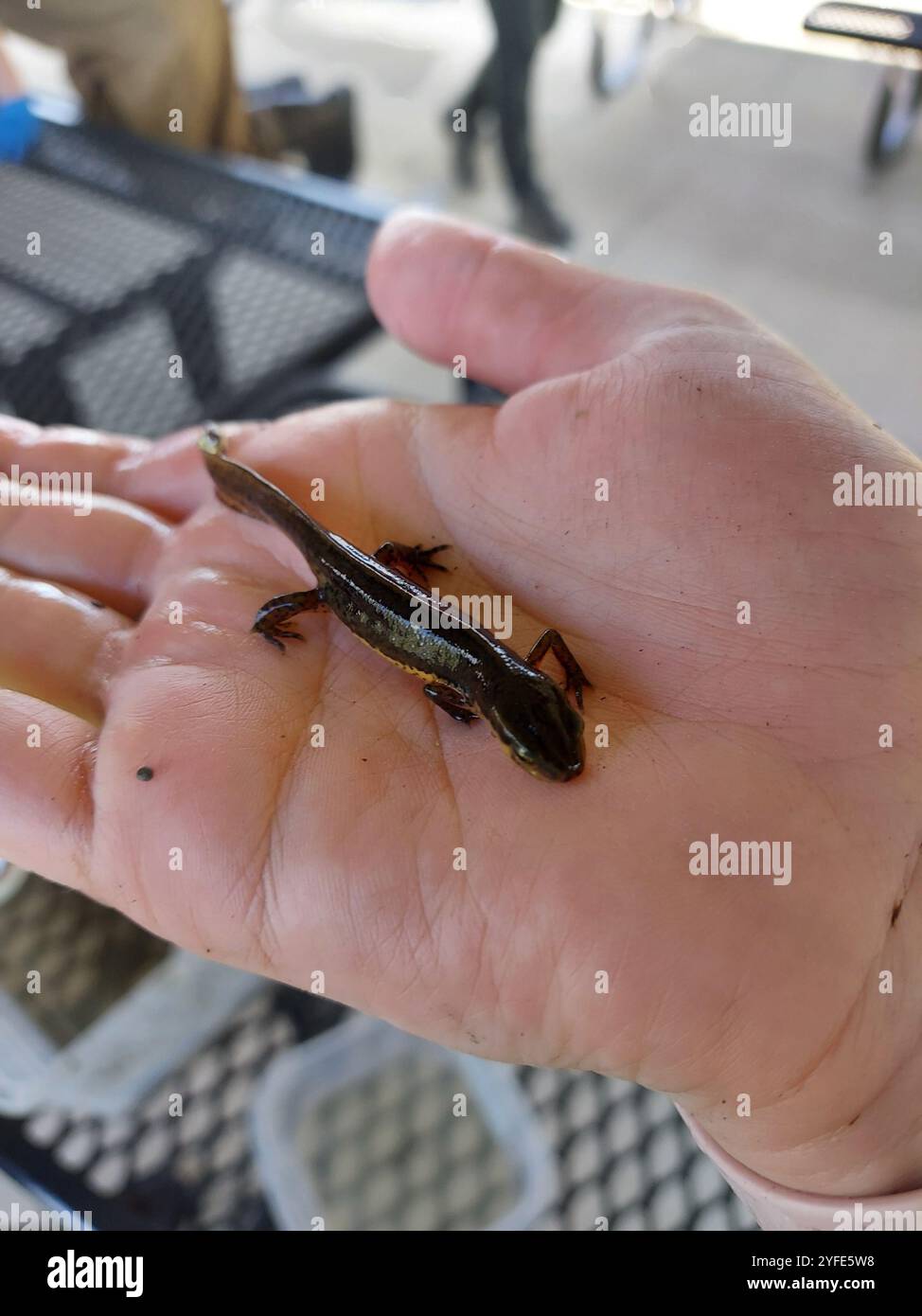 Eastern Newt (Notophthalmus viridescens Stock Photo - Alamy
