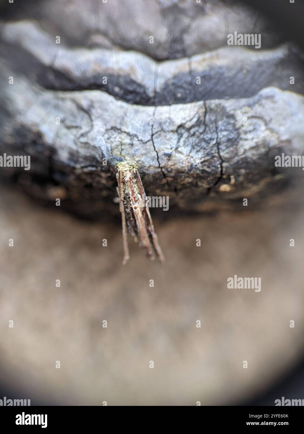 Common Bagworm Moth (Psyche casta Stock Photo - Alamy