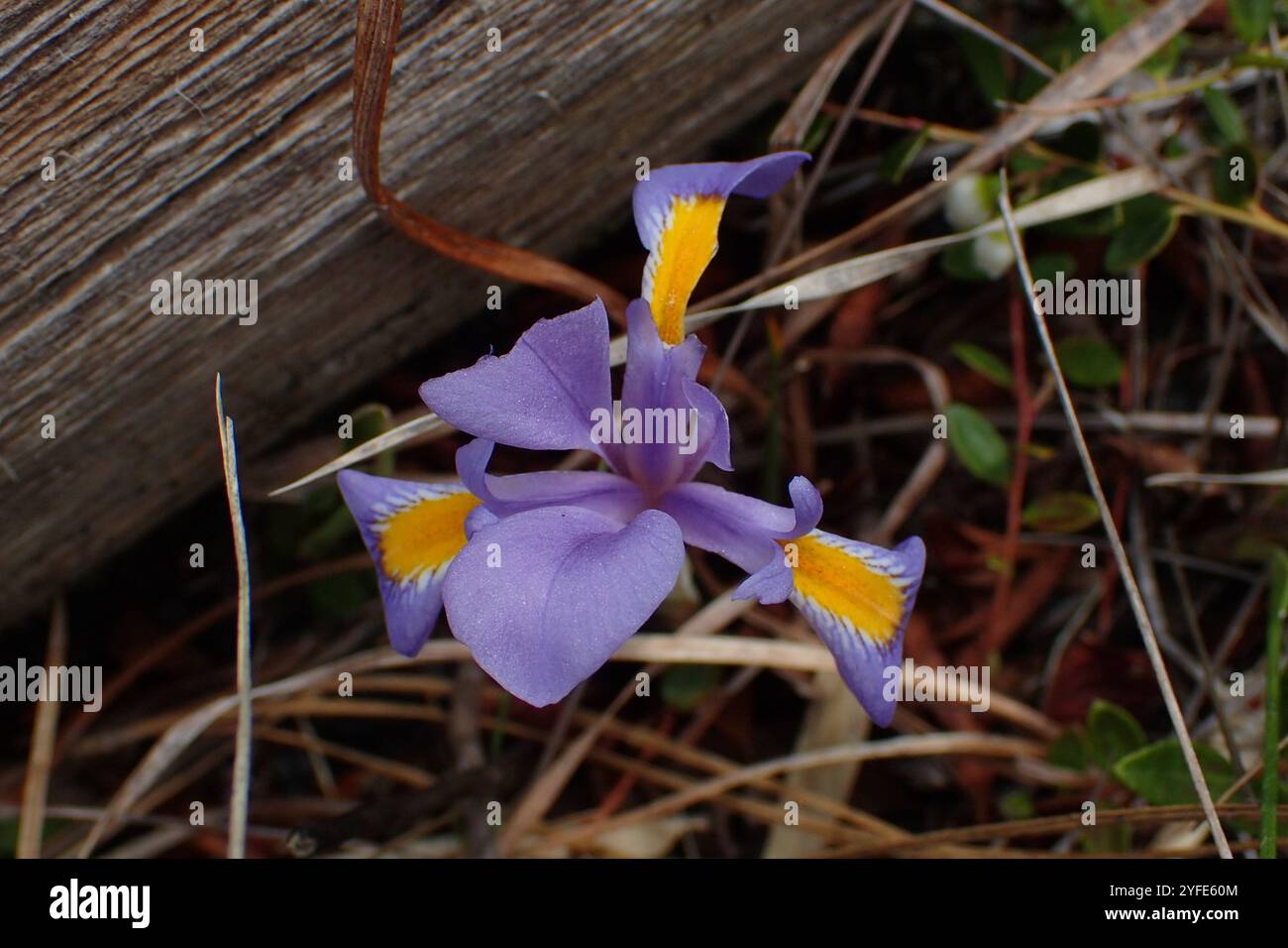 Iris verna hi-res stock photography and images - Alamy