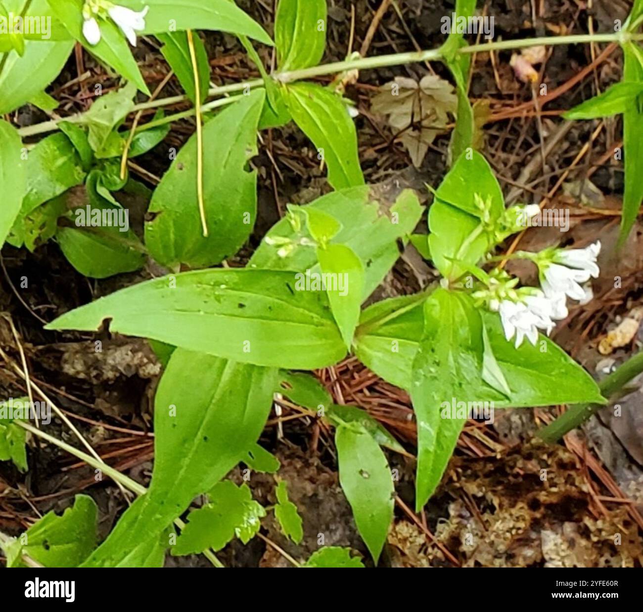 summer bluet (Houstonia purpurea Stock Photo - Alamy