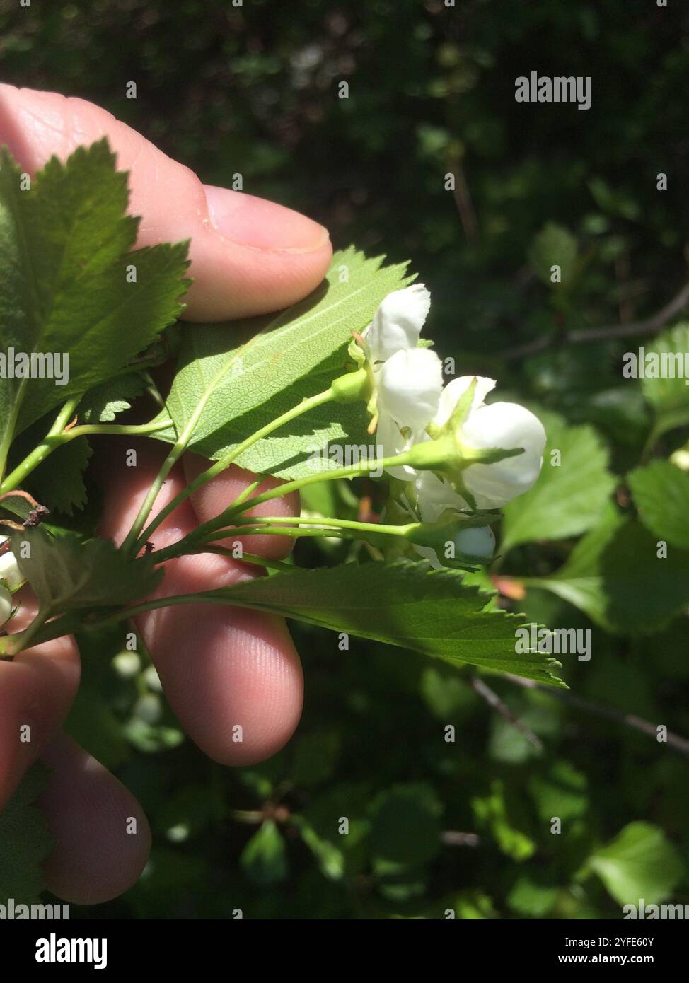 Glabrous-fruit Fireberry Hawthorn (Crataegus chrysocarpa phoeniceoides ...