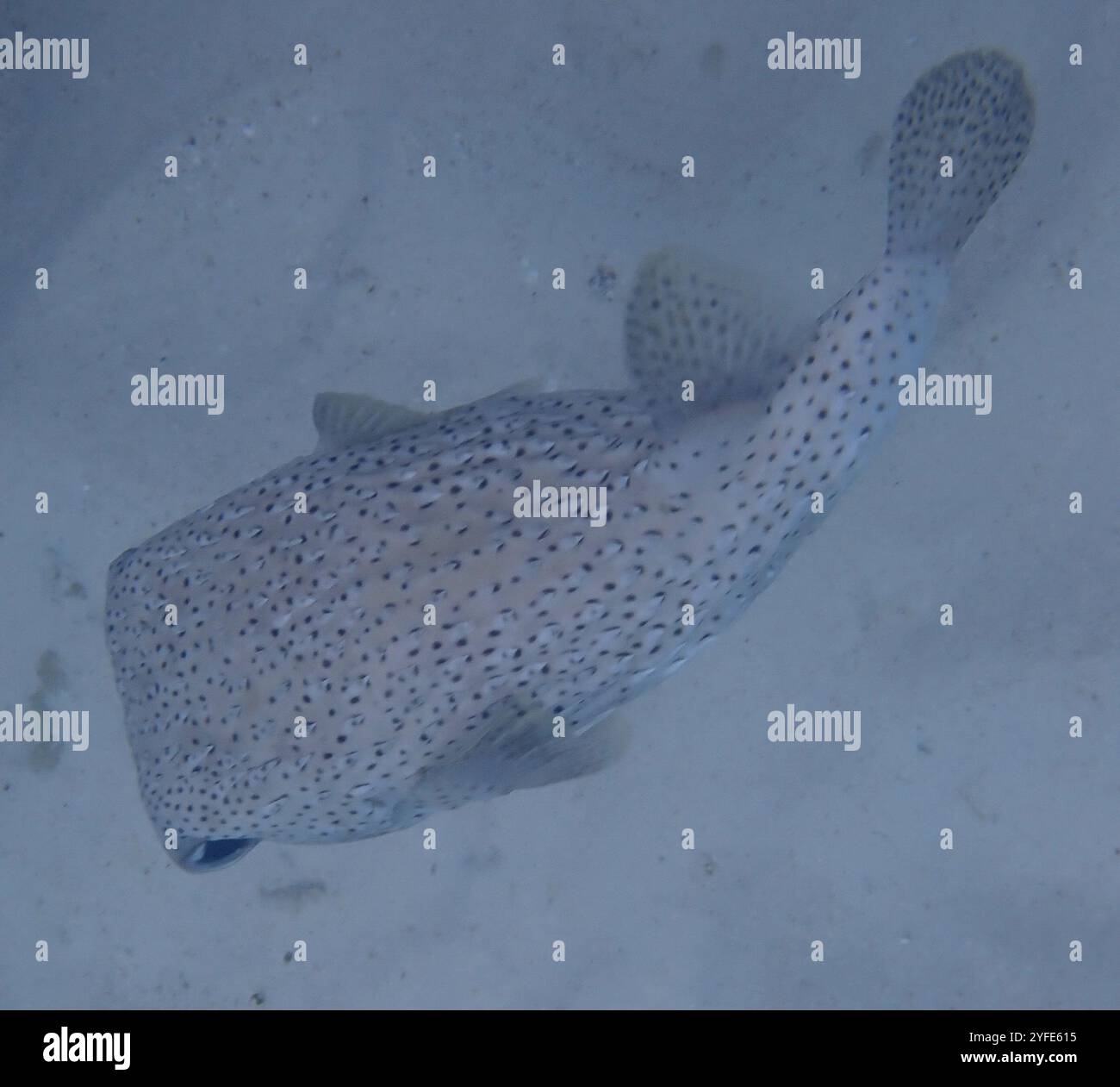 Spotted Porcupinefish (Diodon hystrix Stock Photo - Alamy
