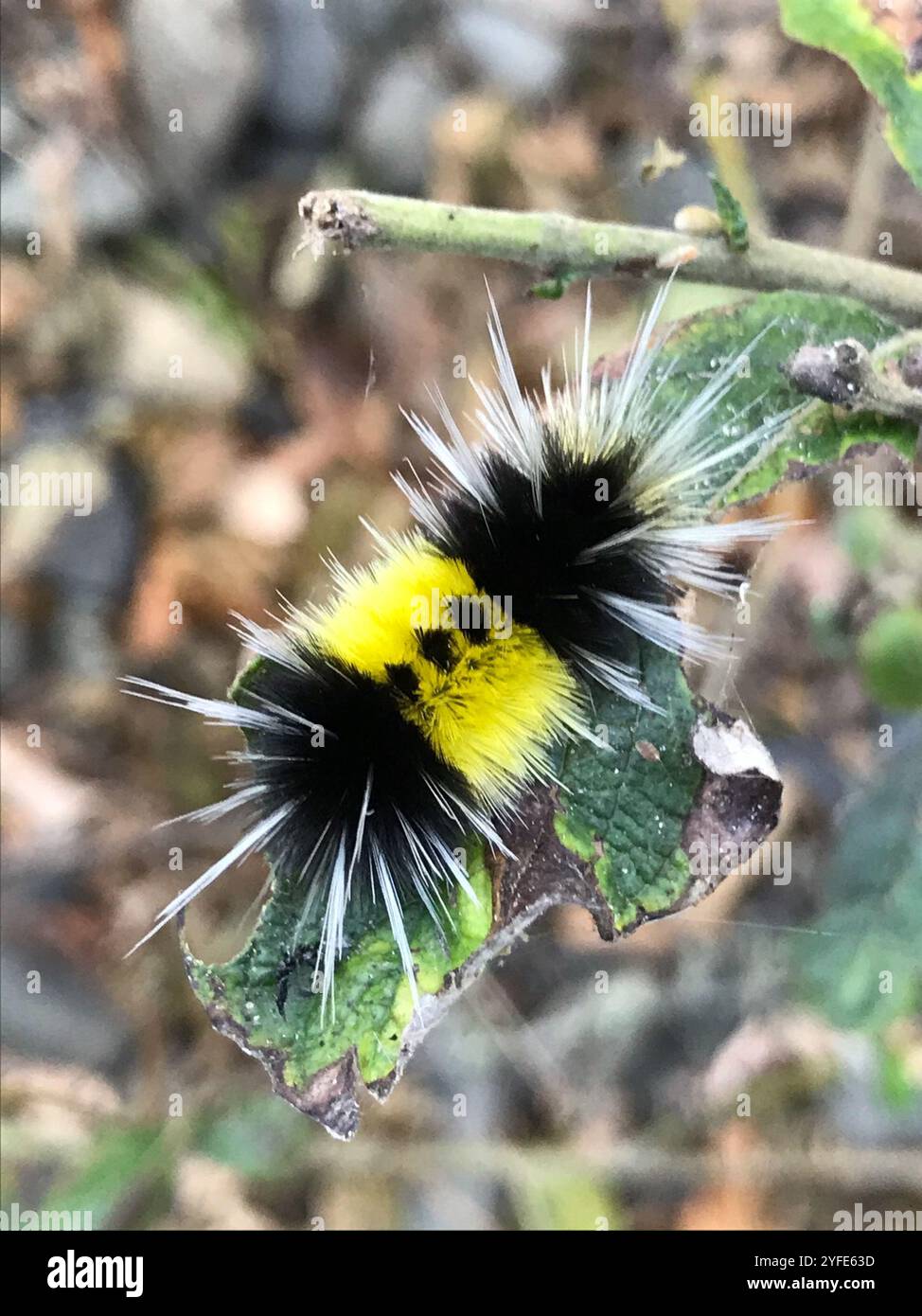 Spotted Tussock Moth (Lophocampa maculata Stock Photo - Alamy