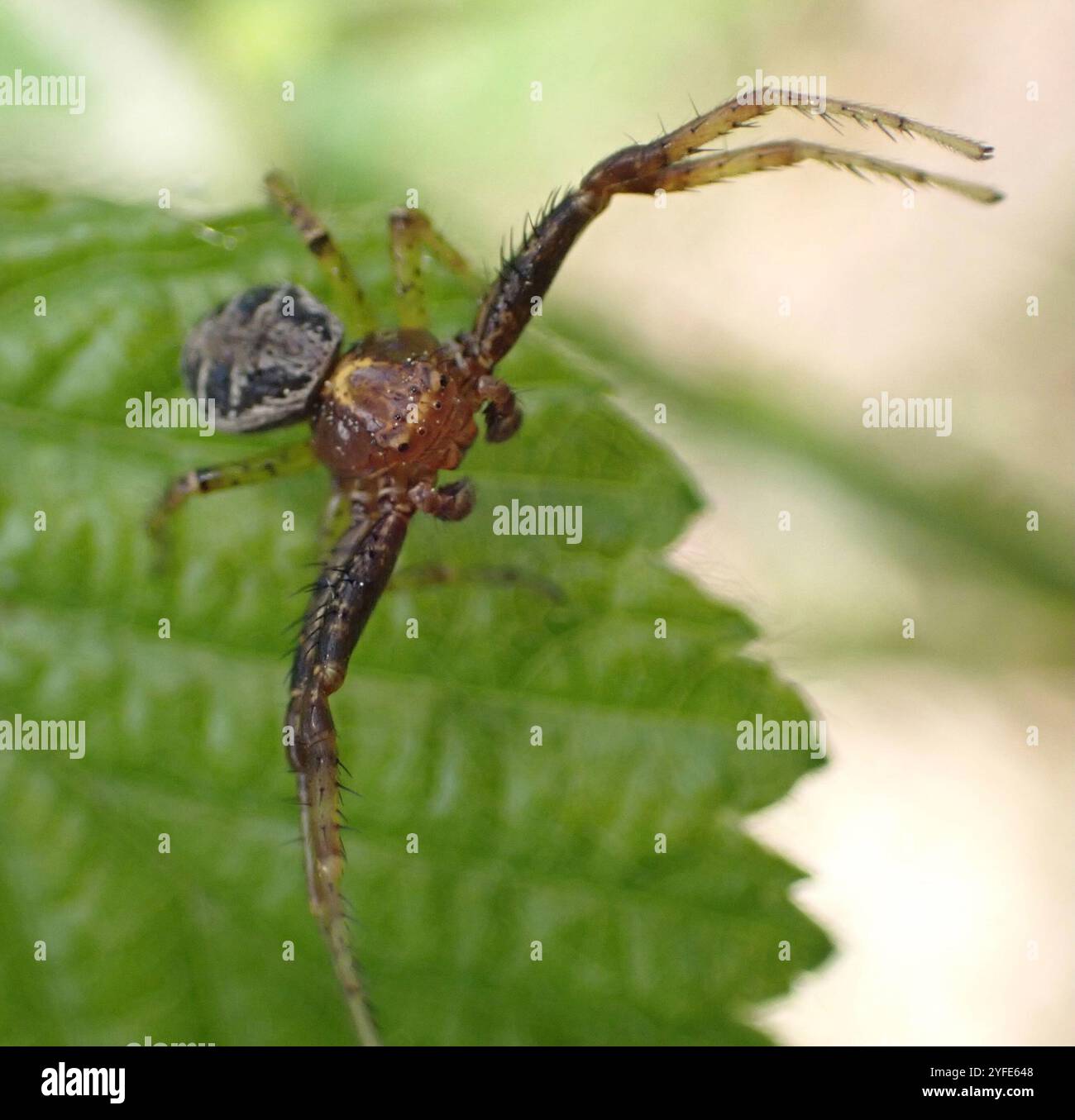 Crab Spiders (Thomisidae Stock Photo - Alamy