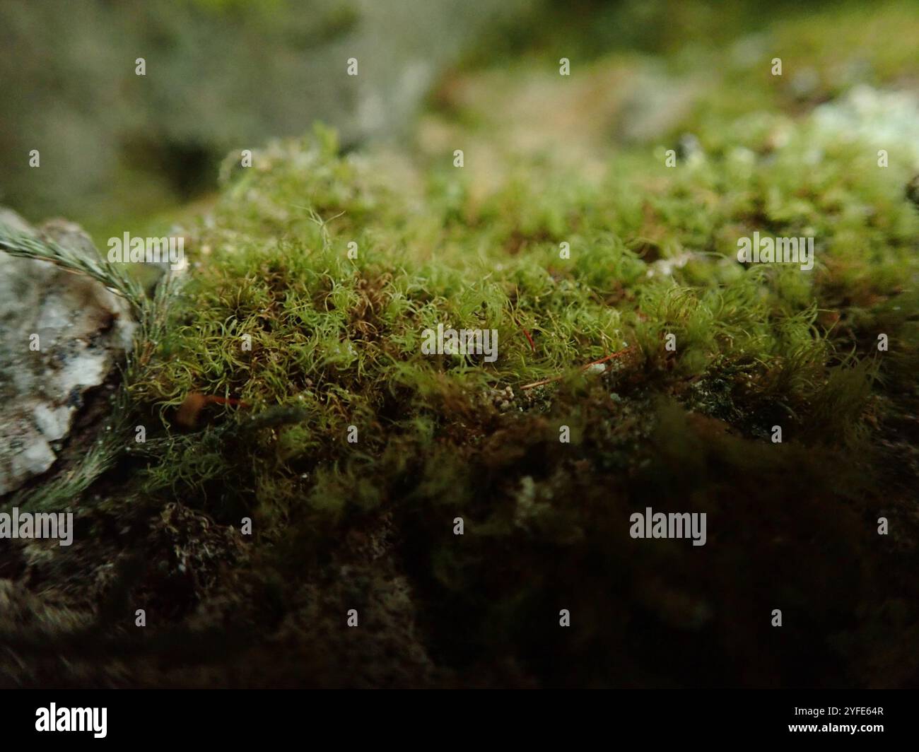 Common Apple-moss (Bartramia pomiformis Stock Photo - Alamy