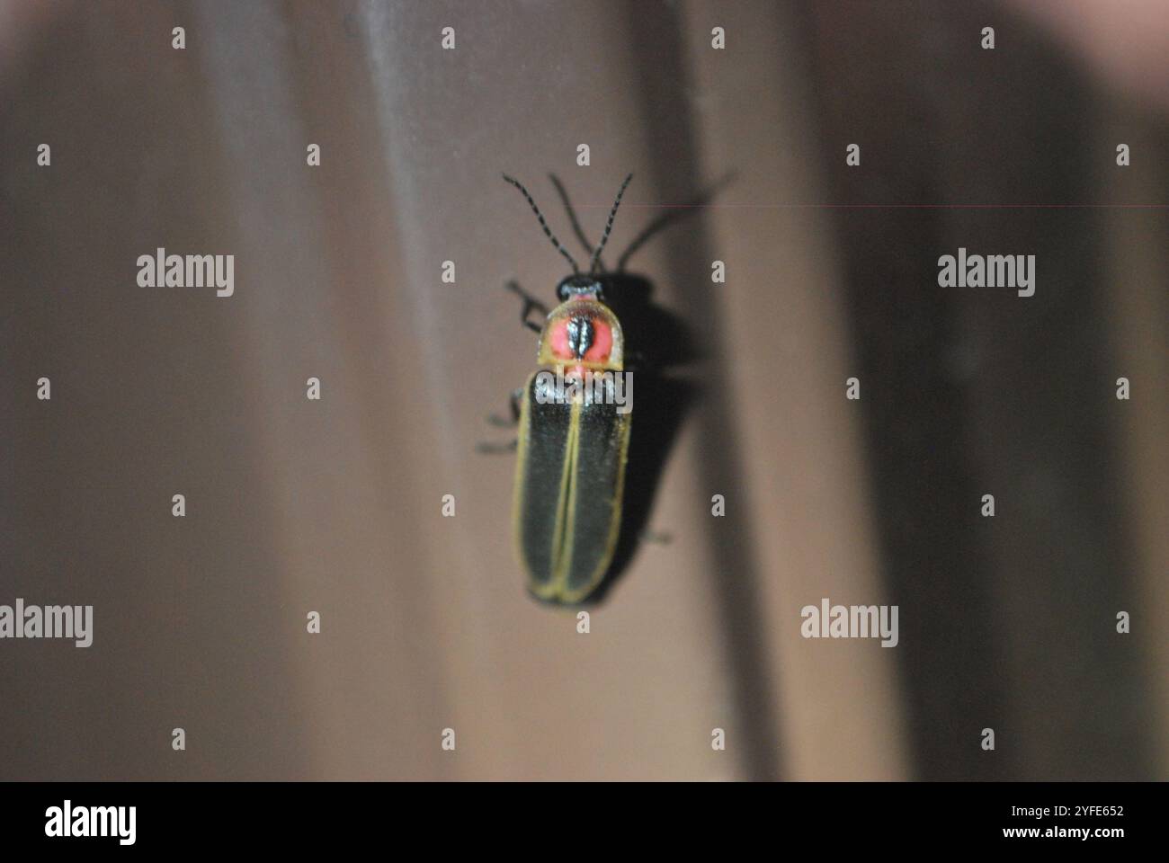 Common Eastern Firefly (Photinus pyralis Stock Photo - Alamy