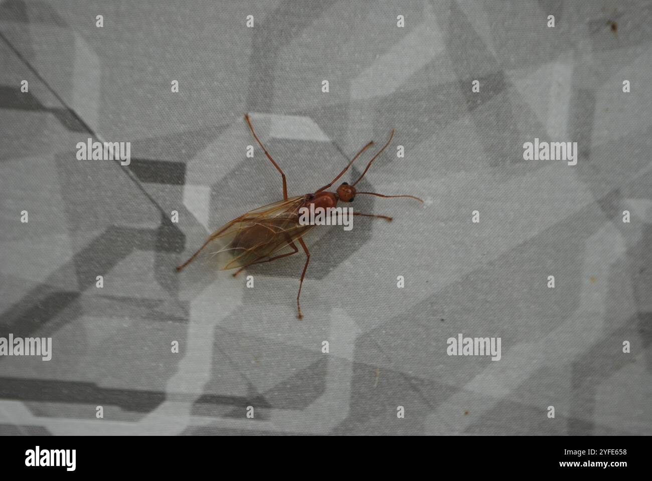 Chestnut Carpenter Ant (Camponotus castaneus Stock Photo - Alamy