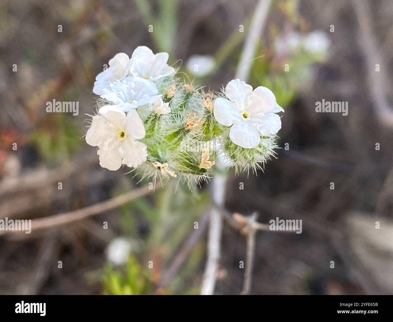 Clearwater cryptantha (Cryptantha intermedia Stock Photo - Alamy