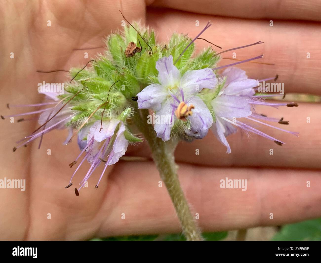 western waterleaf (Hydrophyllum occidentale Stock Photo - Alamy