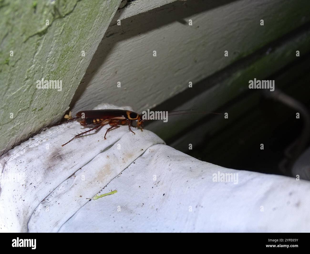 Australian Cockroach (Periplaneta australasiae Stock Photo - Alamy