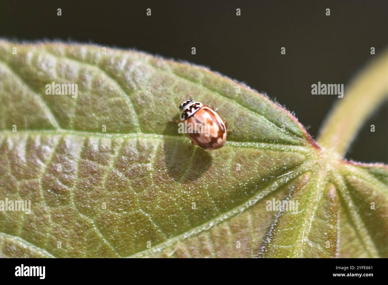 Painted Ladybird (Mulsantina picta Stock Photo - Alamy