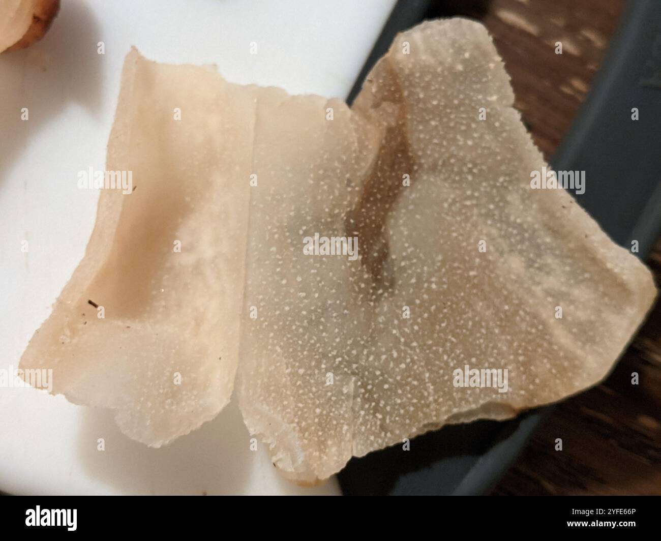 Half-free Morel (Morchella punctipes Stock Photo - Alamy