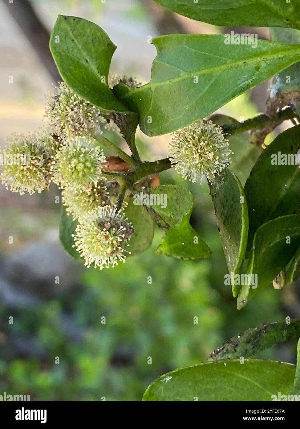 Green Buttonwood (Conocarpus erectus Stock Photo - Alamy