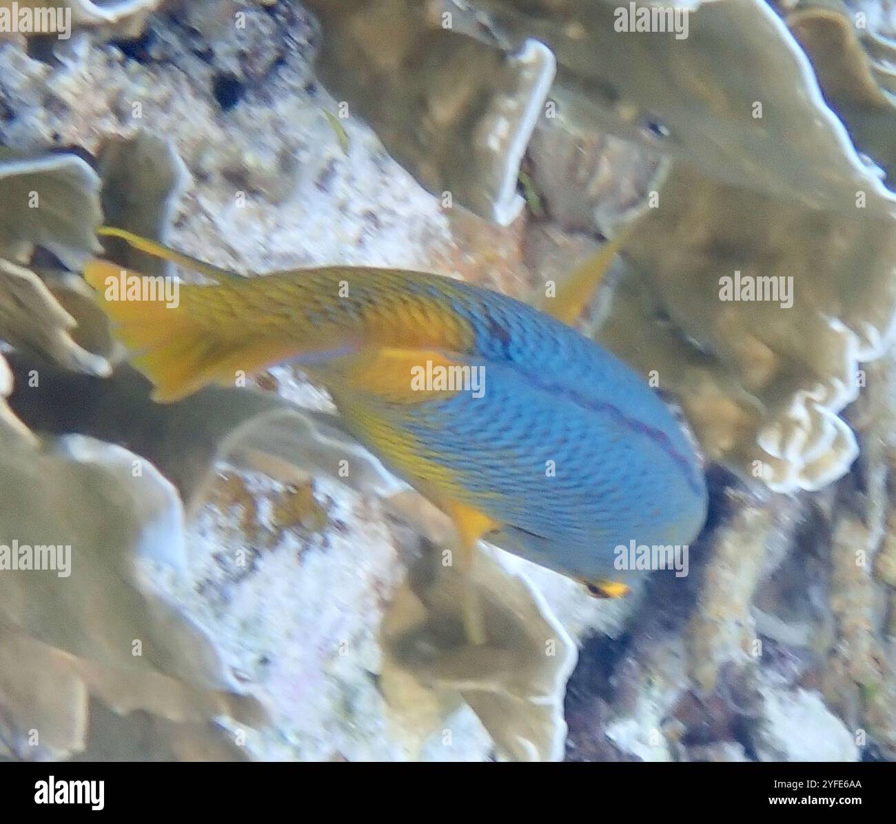 Spanish Hogfish (Bodianus rufus Stock Photo - Alamy