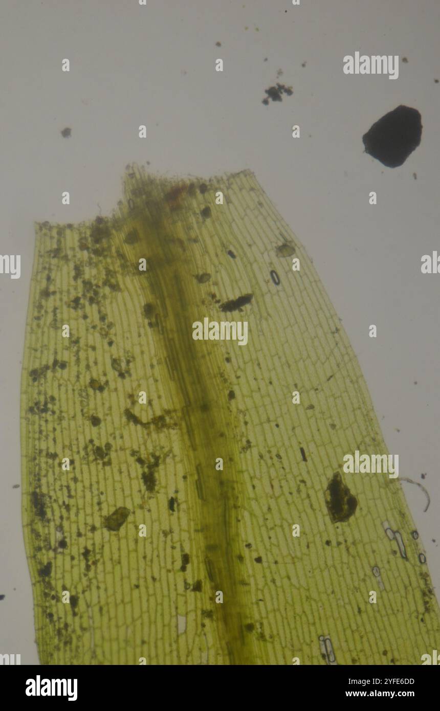 Slender Cruet-moss (Tetraplodon mnioides Stock Photo - Alamy