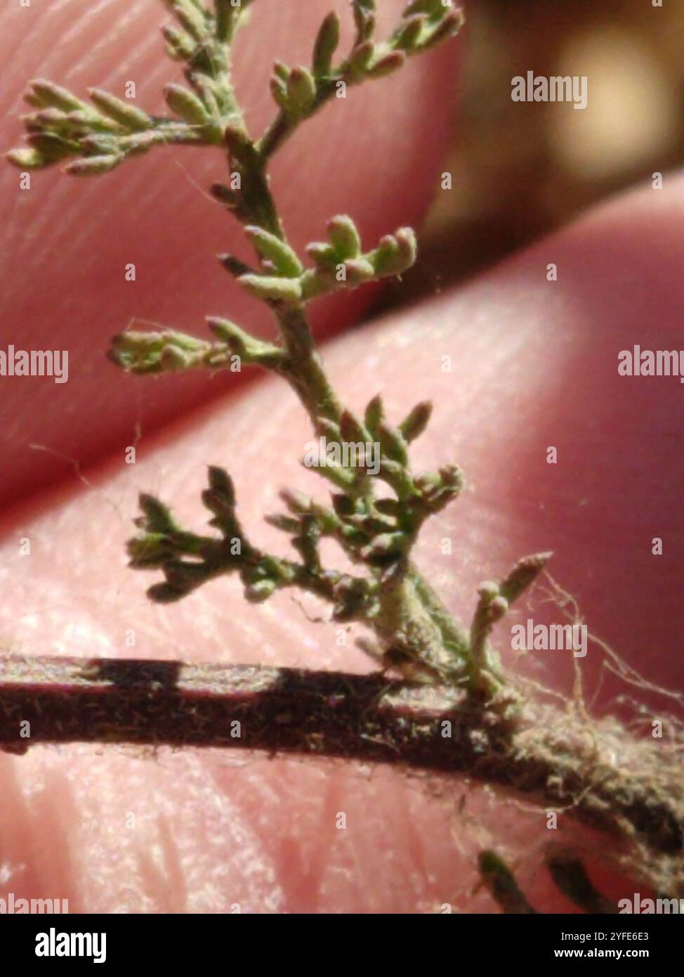 Stinknet hi-res stock photography and images - Alamy